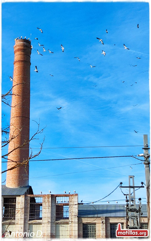 Matillas.org | matillas Matillas.org | matillas